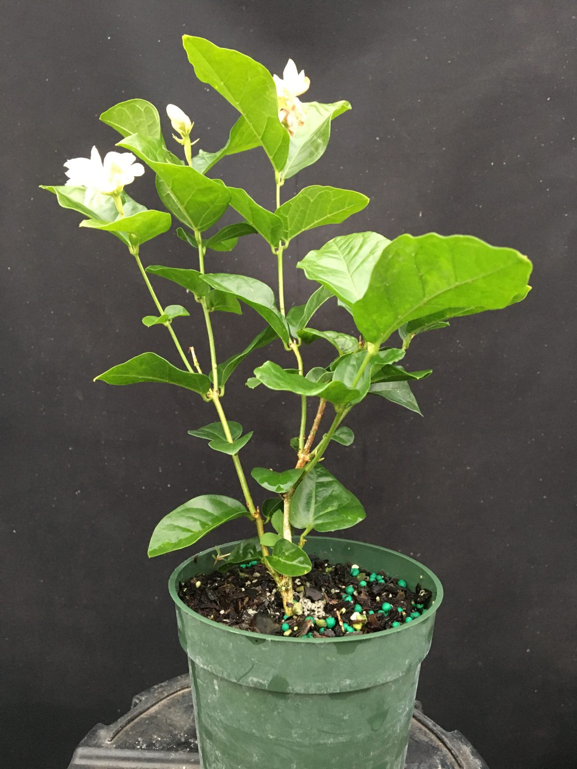 Jasminum sambac ‘Mysore Mulli’ – Arabian Jasmine (4″ pot) – Gardino Nursery