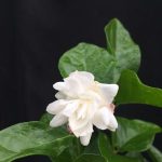 Jasminum sambac ‘Mysore Mulli’ – Arabian Jasmine (4″ pot) – Gardino Nursery