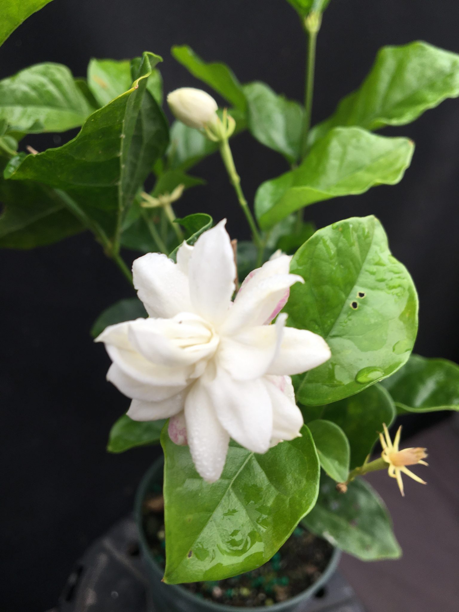 Jasminum sambac ‘Mysore Mulli’ – Arabian Jasmine (4″ pot) – Gardino Nursery