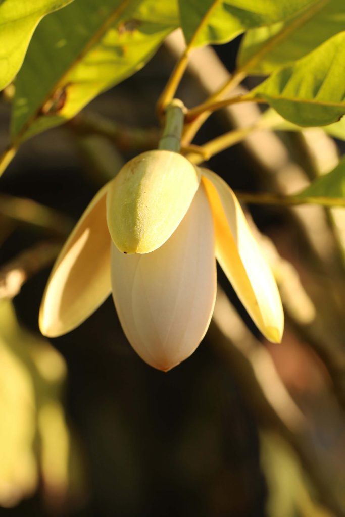 Talauma hodgsonii – Hodgson Magnolia (check back in 2025) – Gardino Nursery