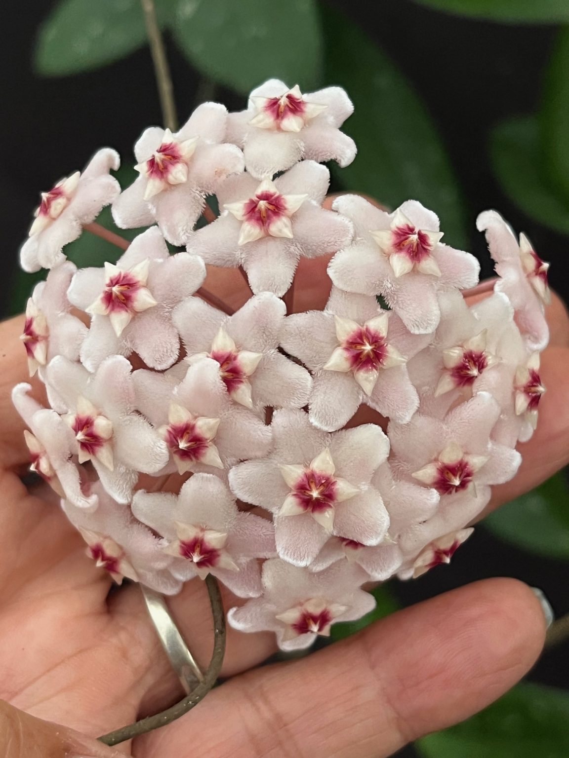 Hoya ‘Millie’ (SMS-019) (4″ pot) – Gardino Nursery