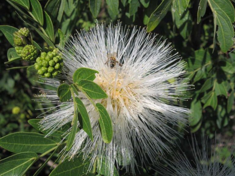 Calliandra haematocephala ‘Alba’ – White Powder Puff (on request ...
