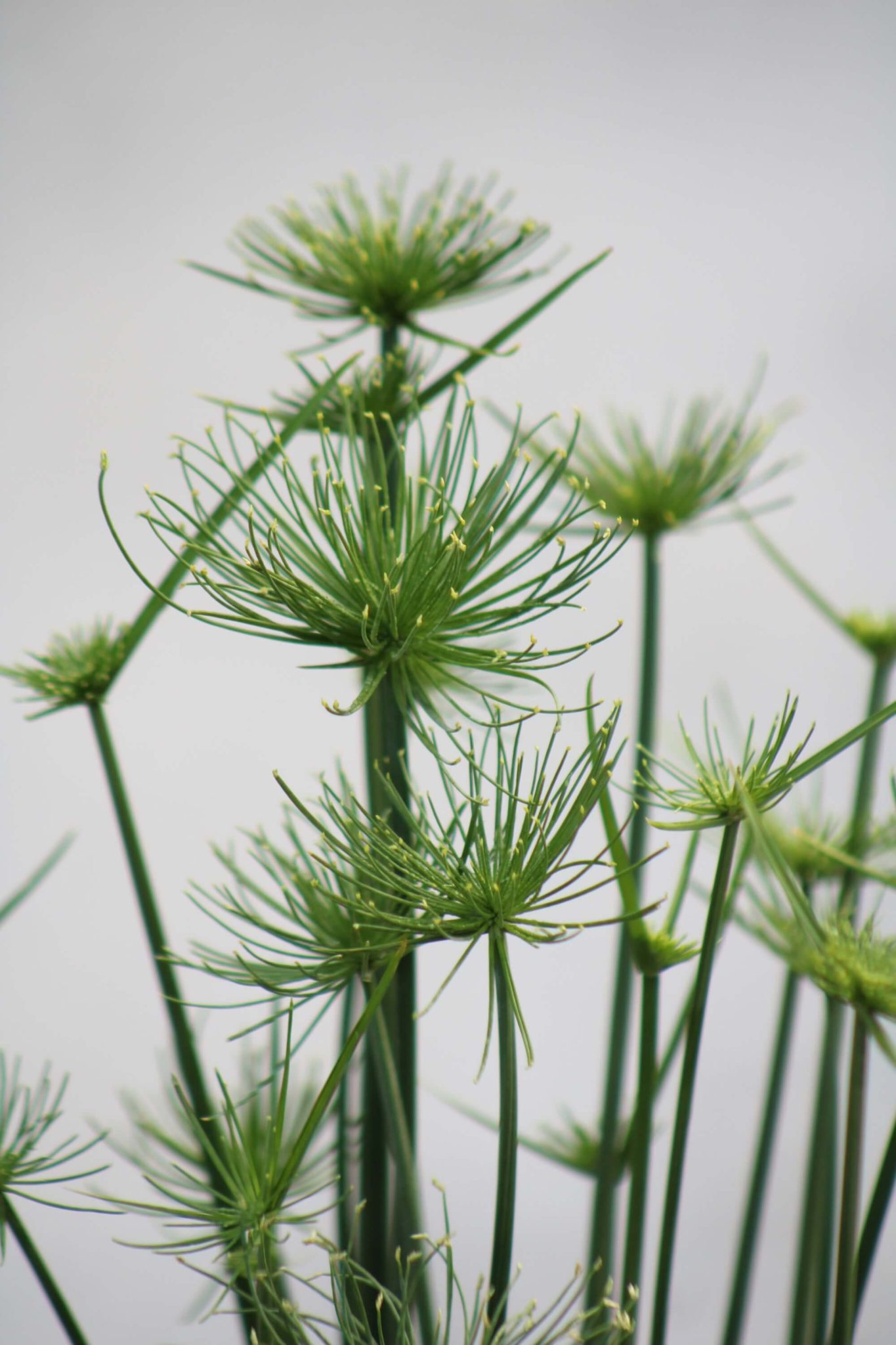 Cyperus isocladus – Dwarf Papyrus (4″ pot) – Gardino Nursery