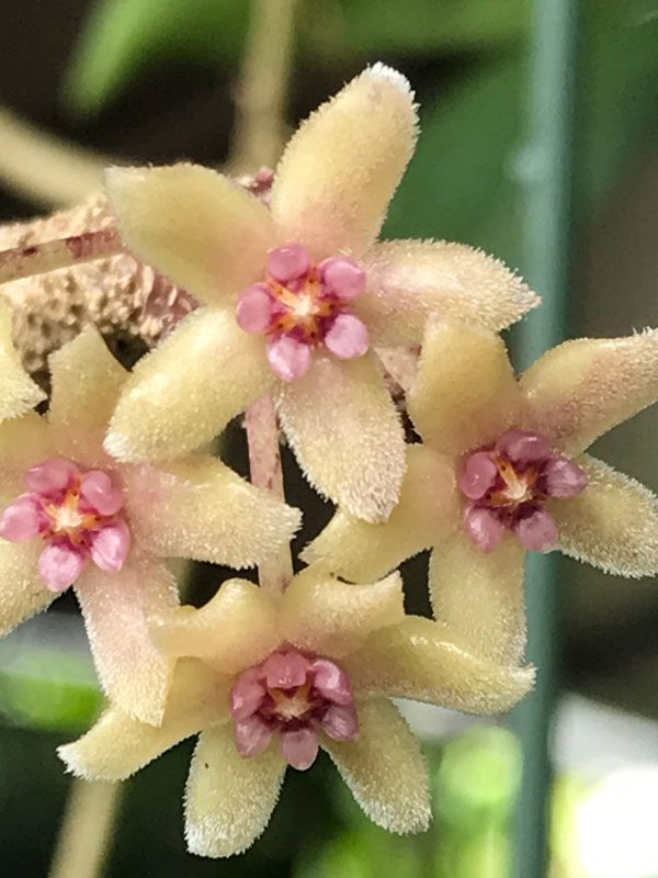 Hoya hanhiae (yellow flowers) (4″ pot) – Gardino Nursery