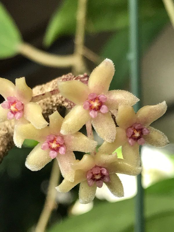 Hoya hanhiae (yellow flowers) (4″ pot) – Gardino Nursery