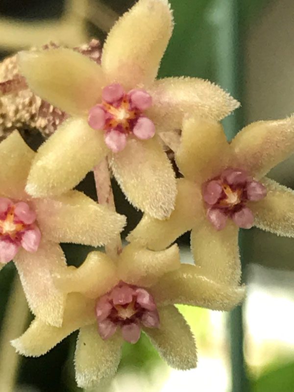 Hoya hanhiae (yellow flowers) (4″ pot) – Gardino Nursery