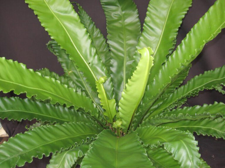 Asplenium nidus ‘Osaka’ – Bird’s Nest Fern (6″ pot) – Gardino Nursery