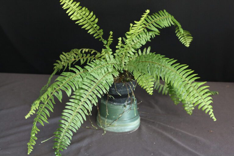 Nephrolepis acutifolia – Sword Fern – Ladder Fern (4″ pot) – Gardino ...