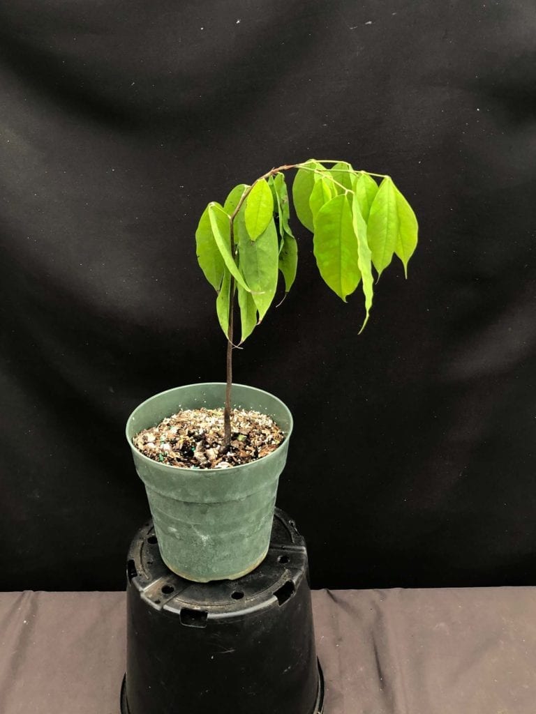Browneopsis ucayalina – Maroon Handkerchief – Gardino Nursery