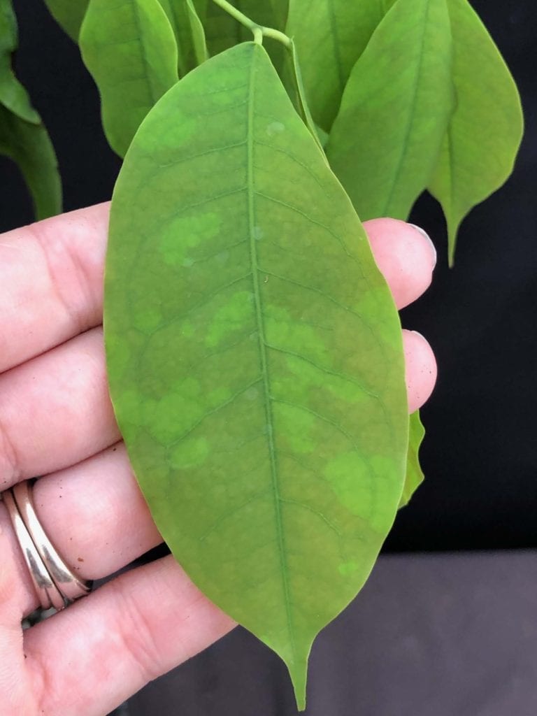 Browneopsis ucayalina – Maroon Handkerchief – Gardino Nursery