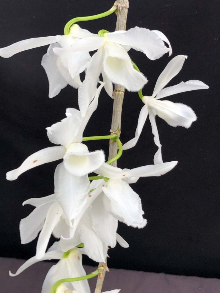 Dendrobium anosmum var. alba (mounted/blooming size) – Gardino Nursery