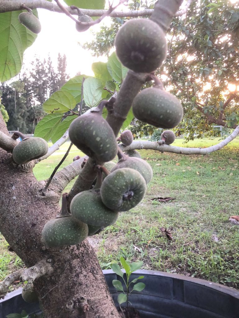 Ficus auriculata – Elephant Ear Fig Tree – Roxburgh (6″ pot) – Gardino ...