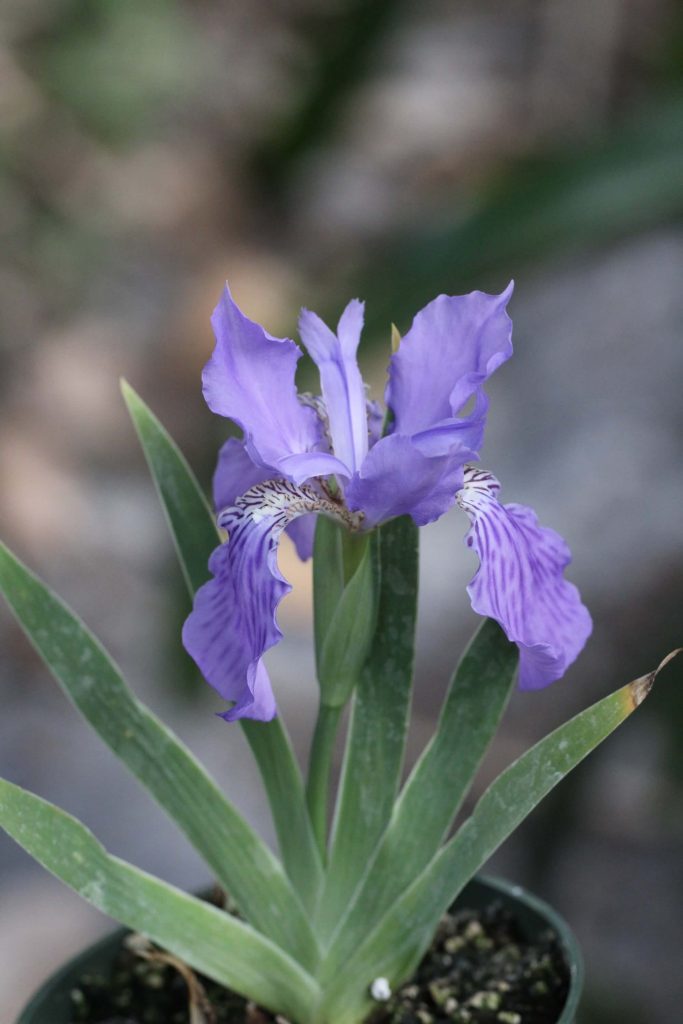 Iris tectorum – Japanese Roof Iris (4″ pot) – Gardino Nursery
