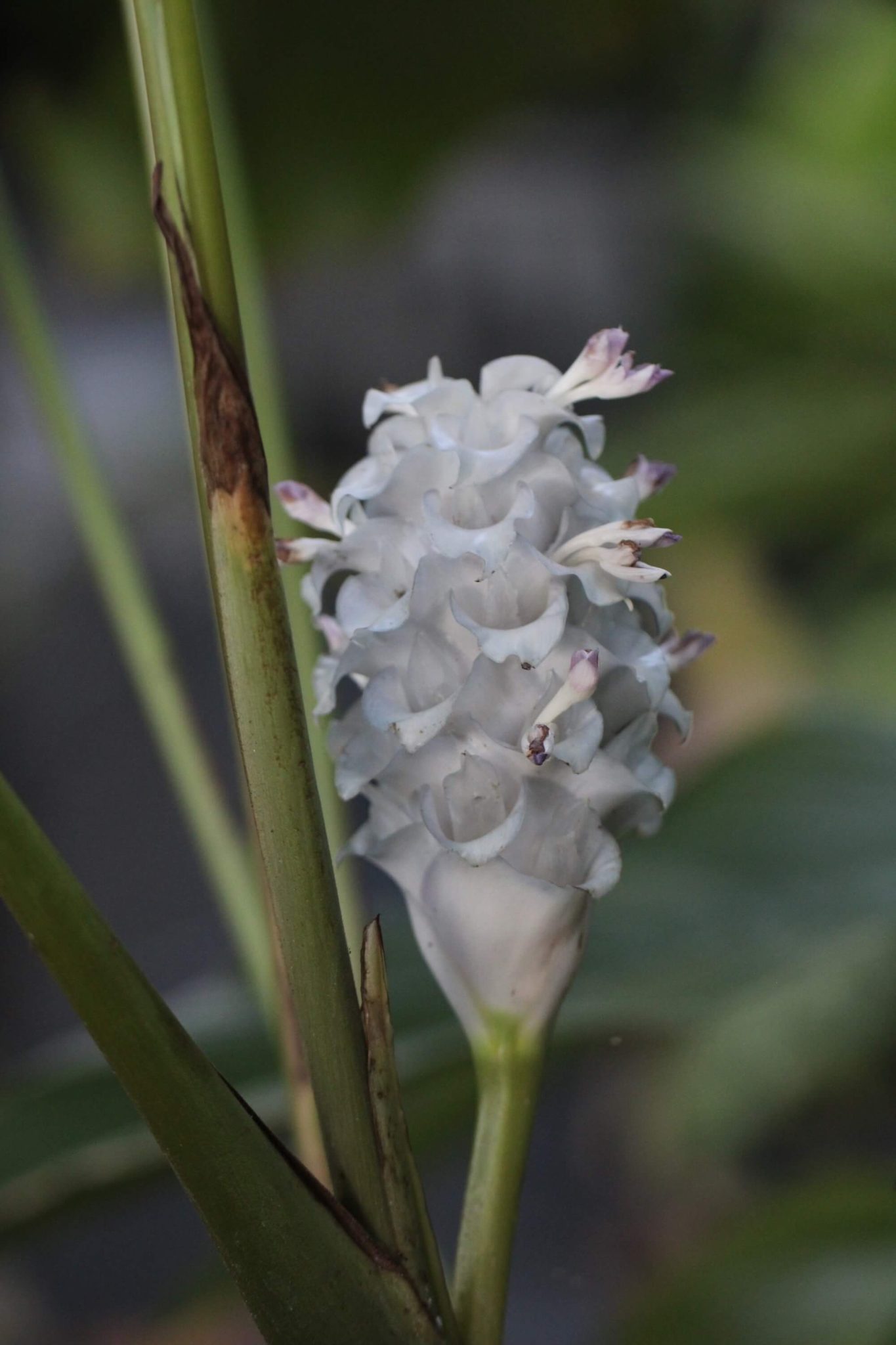 Calathea burle-marxii ‘Blue Ice’ – Ice Blue Calathea – Gardino Nursery