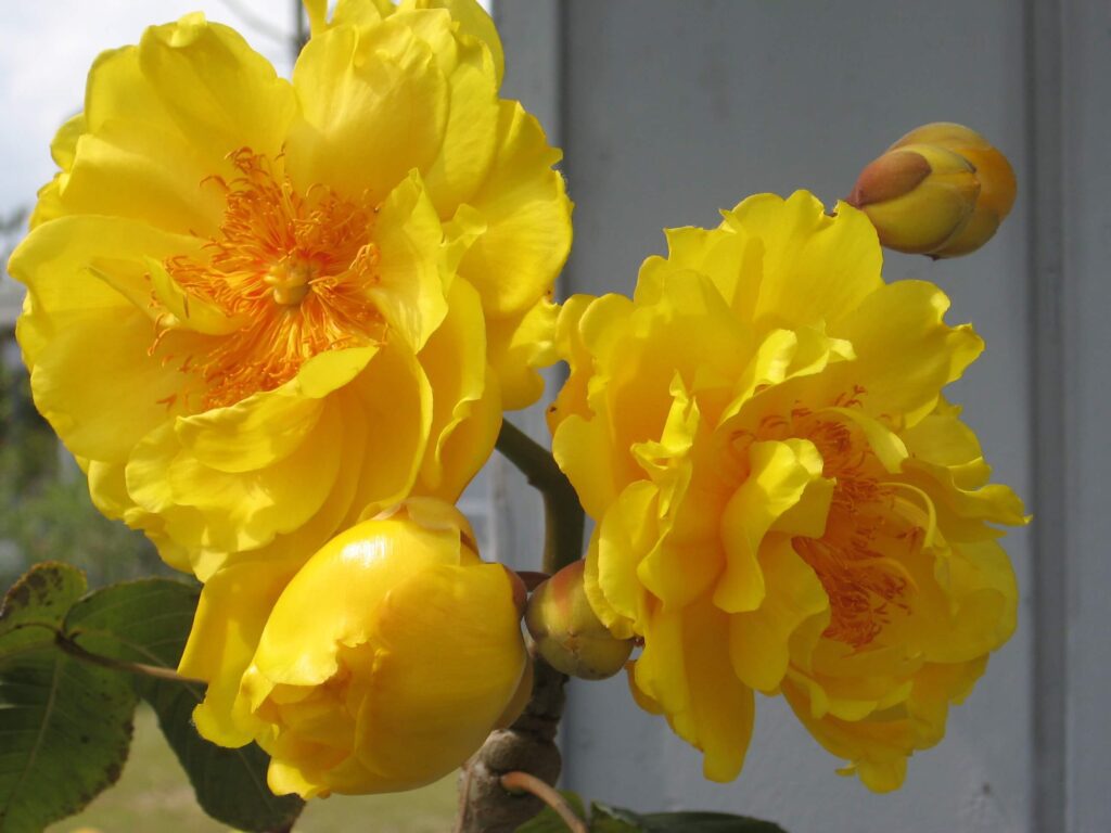 Cochlospermum vitifolium ‘Florepleno’ – Double Buttercup Tree (6″ pot ...