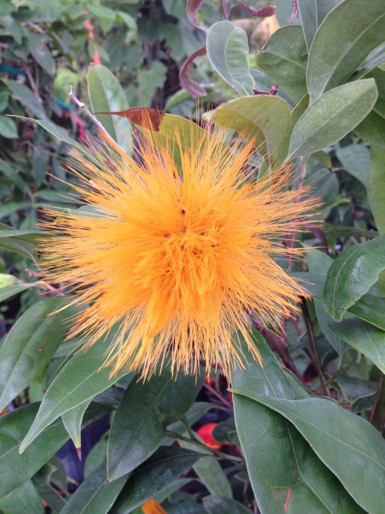 Stifftia chrysantha – Gardino Nursery