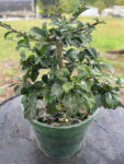 Ehretia microphylla – Fukien Tea (4″ pot) – Gardino Nursery
