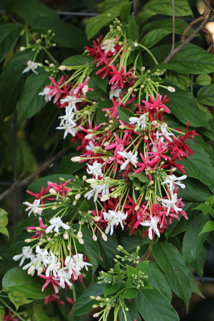 Quisqualis indica ‘Double’ – Rangoon Creeper Vine (6″ pot) – Gardino ...