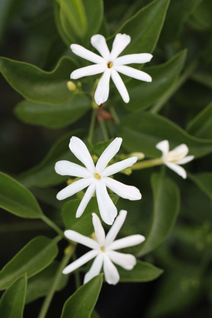 Jasminum azoricum – Azores Jasmine (4″ pot) – Gardino Nursery