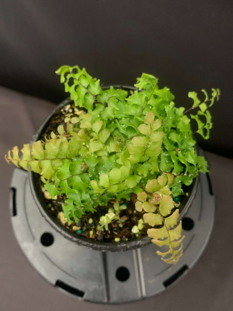 Adiantum hispidulum – Rosy Maidenhair Fern (4″ pot) – Gardino Nursery
