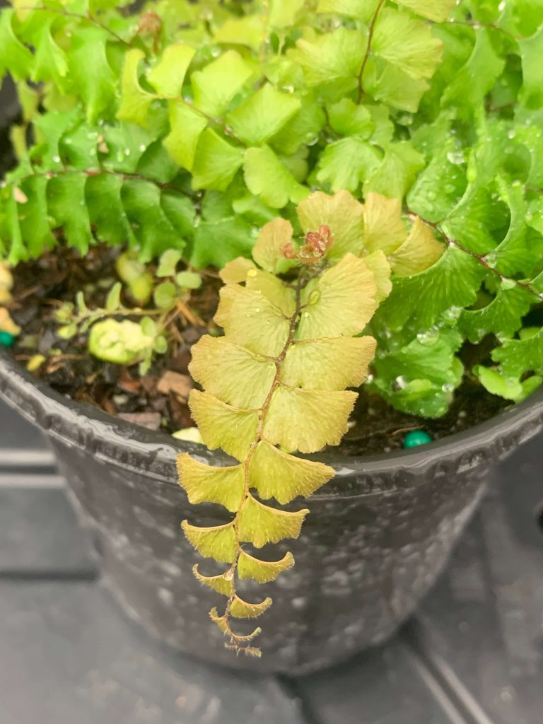 Adiantum hispidulum – Rosy Maidenhair Fern (4″ pot) – Gardino Nursery