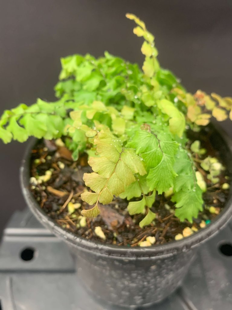 Adiantum hispidulum – Rosy Maidenhair Fern (4″ pot) – Gardino Nursery