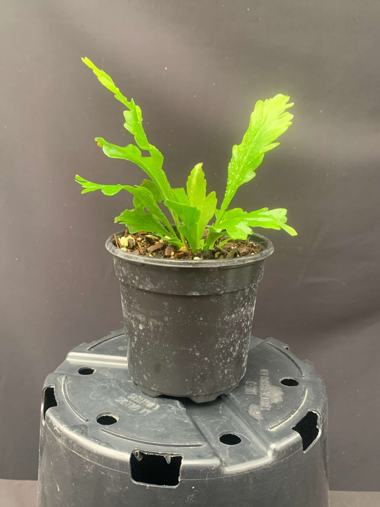 Asplenium nidus ‘Champion’ – Birds Nest Fern (4″ pot) – Gardino Nursery