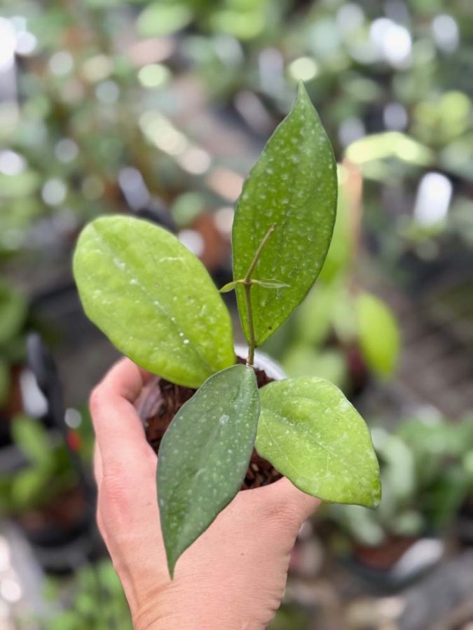 Honeydew On Tree Leaves