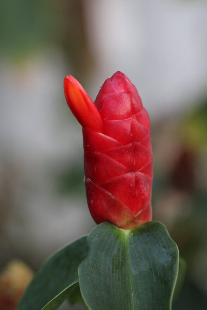 Costus woodsonii – Red Button Ginger (on request) – Gardino Nursery