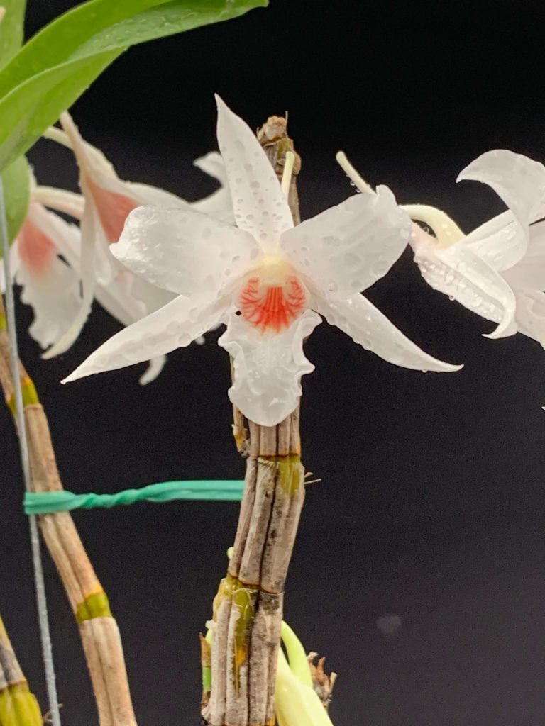 Dendrobium draconis – Dragon-like Dendrobium (mounted) – Gardino Nursery