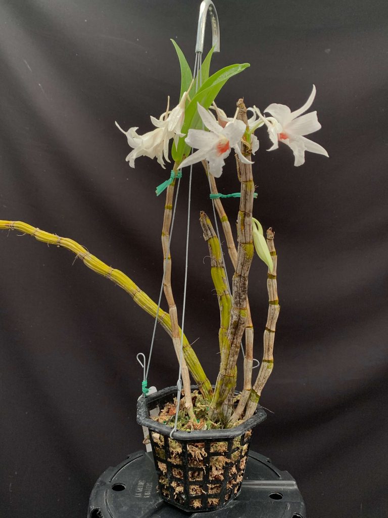 Dendrobium draconis – Dragon-like Dendrobium (mounted) – Gardino Nursery