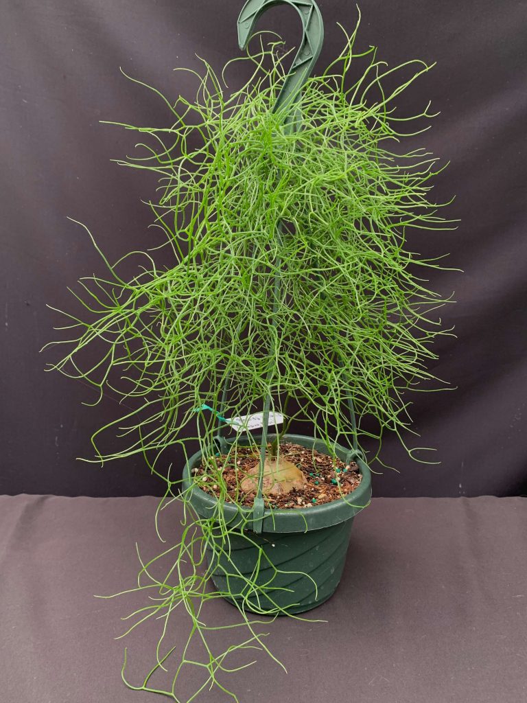 Bowiea volubilis – Climbing Onion (4″ pot) – Gardino Nursery