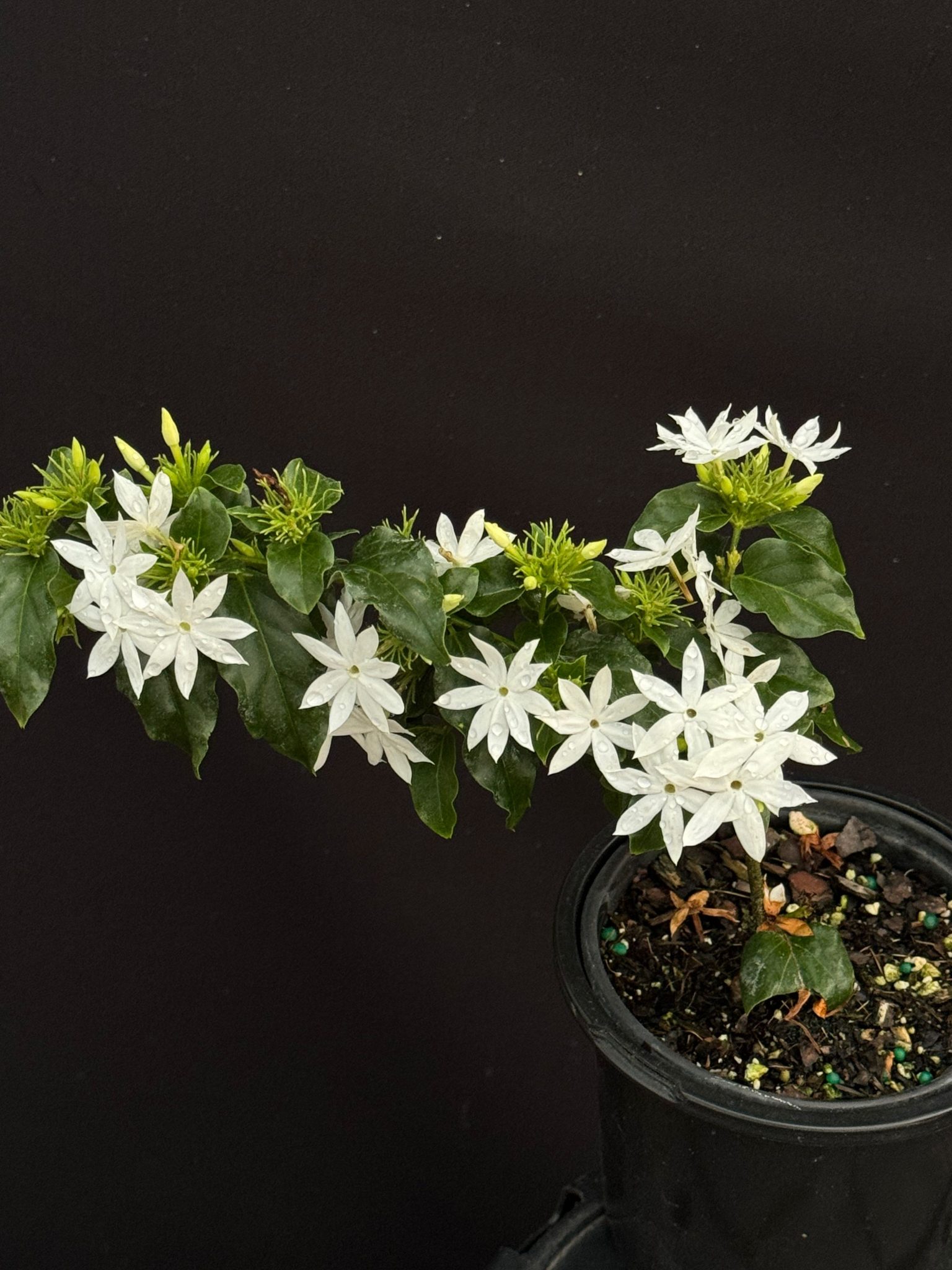 Jasminum multiflorum – Downy Jasmine (4″ pot) – Gardino Nursery