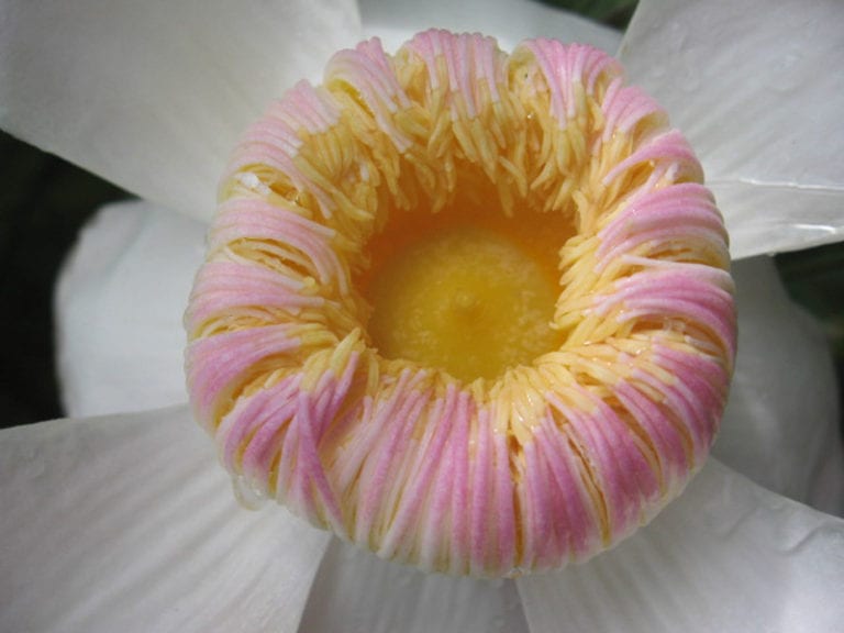 Gustavia augusta – Heaven Lotus (4″ pot/cutting grown) – Gardino Nursery