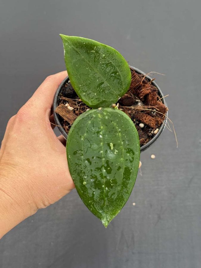 Hoya hanhiae (yellow flowers) (4″ pot) – Gardino Nursery