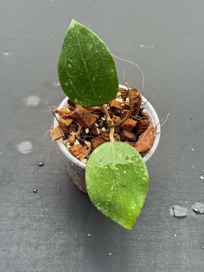 Hoya AH ‘Bird of Paradise’ (smaller leaf clone) (3.5″ pot) – Gardino ...