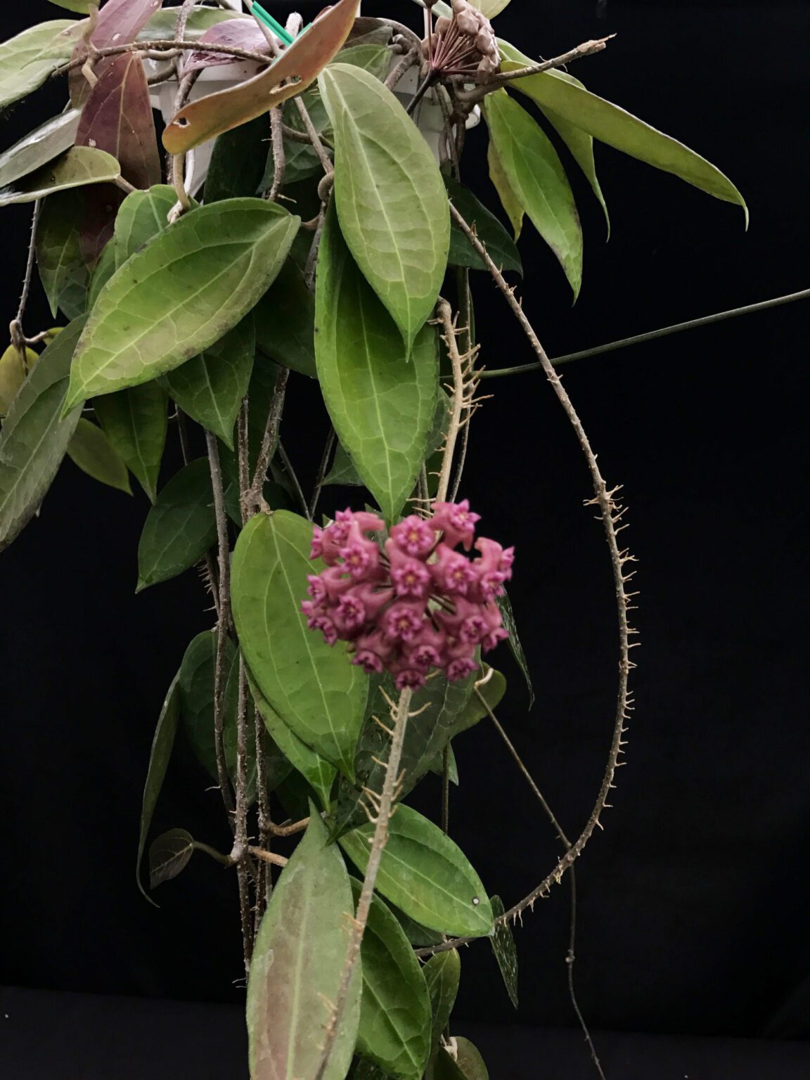 Hoya sp. UT-039 EPC-707 Flores island (4″ pot) – Gardino Nursery