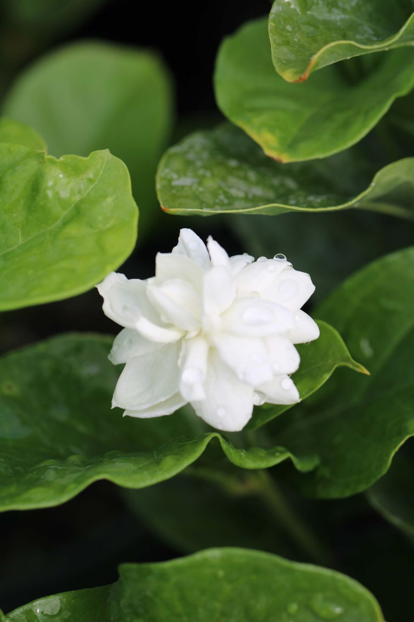 Jasminum sambac ‘Mysore Mulli’ – Arabian Jasmine (4″ pot) – Gardino Nursery