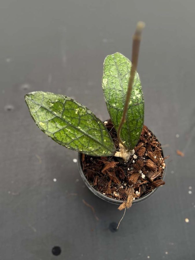 Hoya clemensiorum (red leaf) (4″ pot) – Gardino Nursery