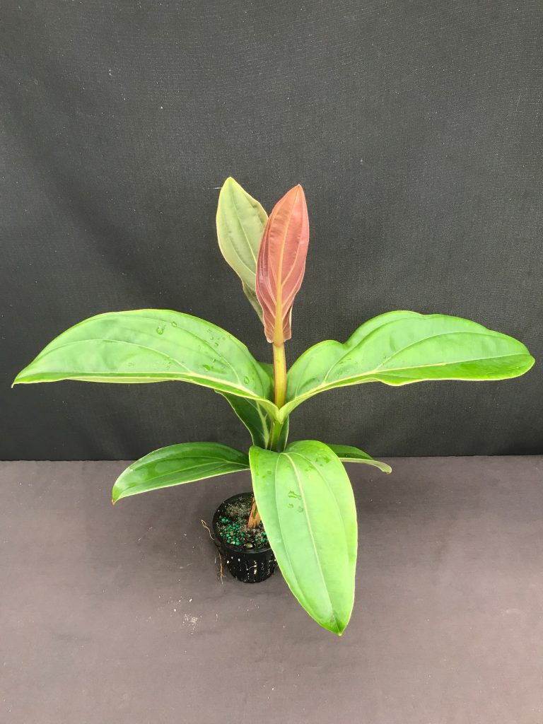 Medinilla miniata – Crimson Medinilla (on request only) – Gardino Nursery