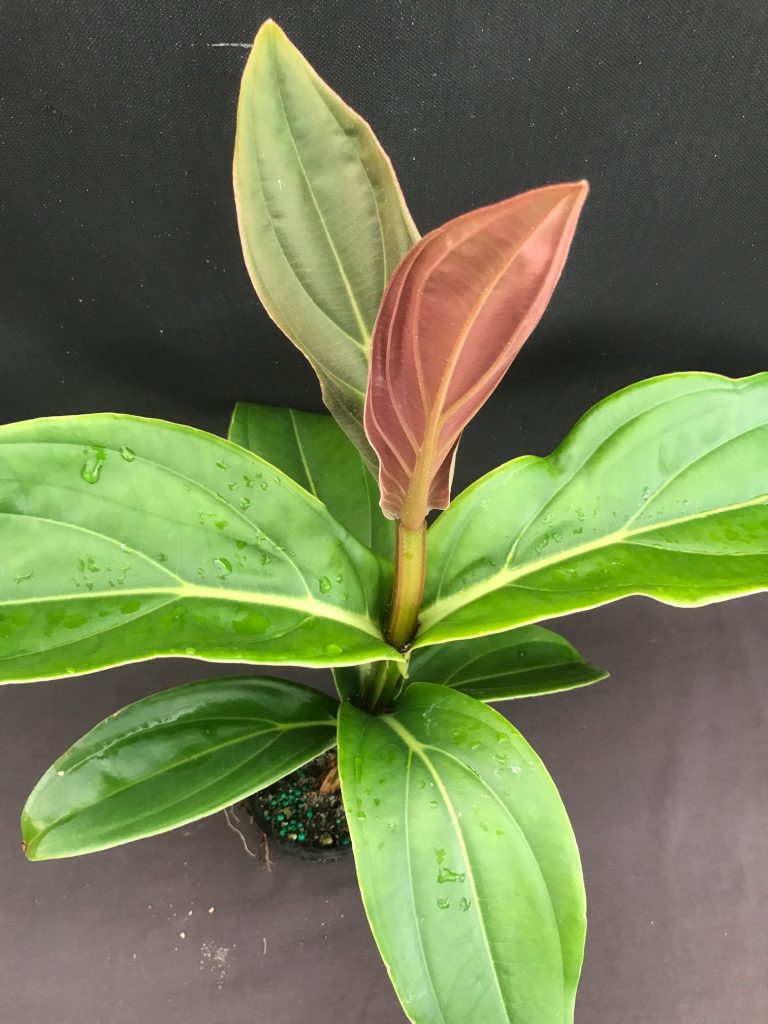 Medinilla miniata – Crimson Medinilla (on request only) – Gardino Nursery