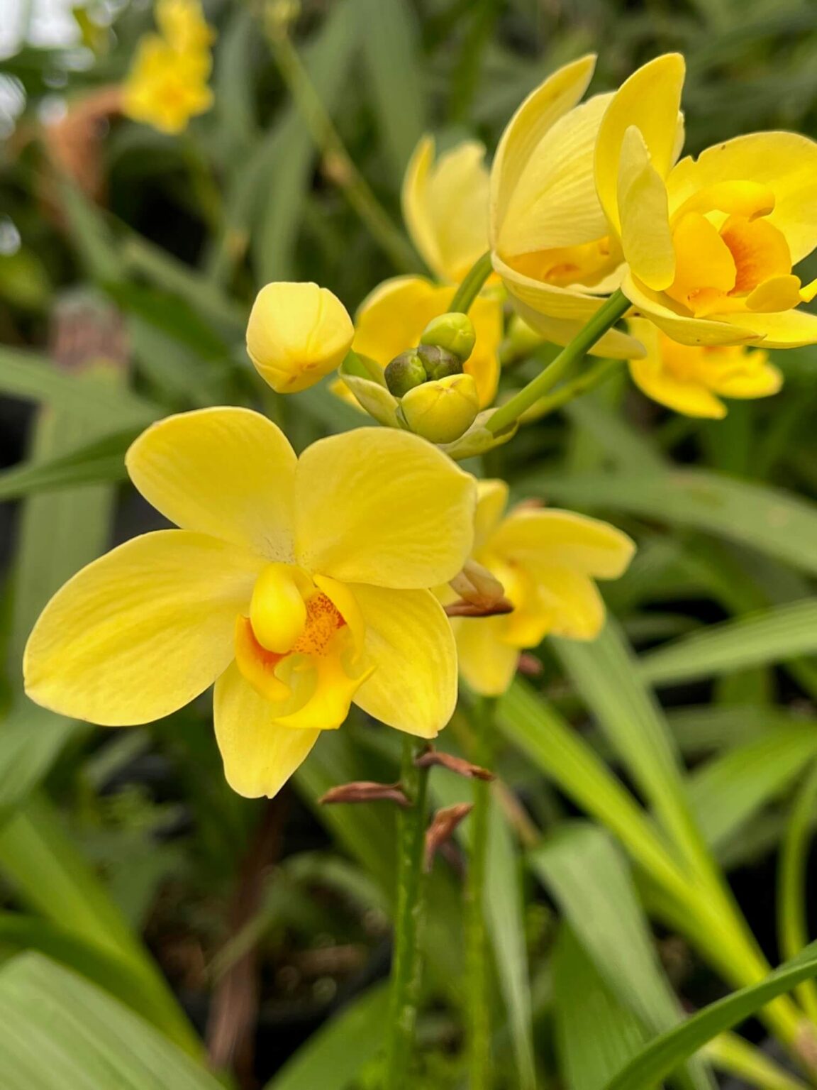 Spathoglottis gracilis – Yellow Ground Orchid (6″ pot) – Gardino Nursery