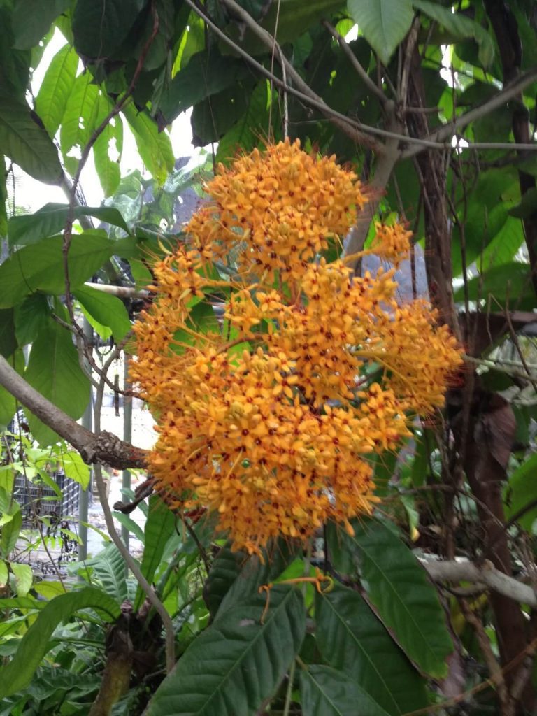 Saraca thaipingensis – Yellow Asoka Tree – Gardino Nursery