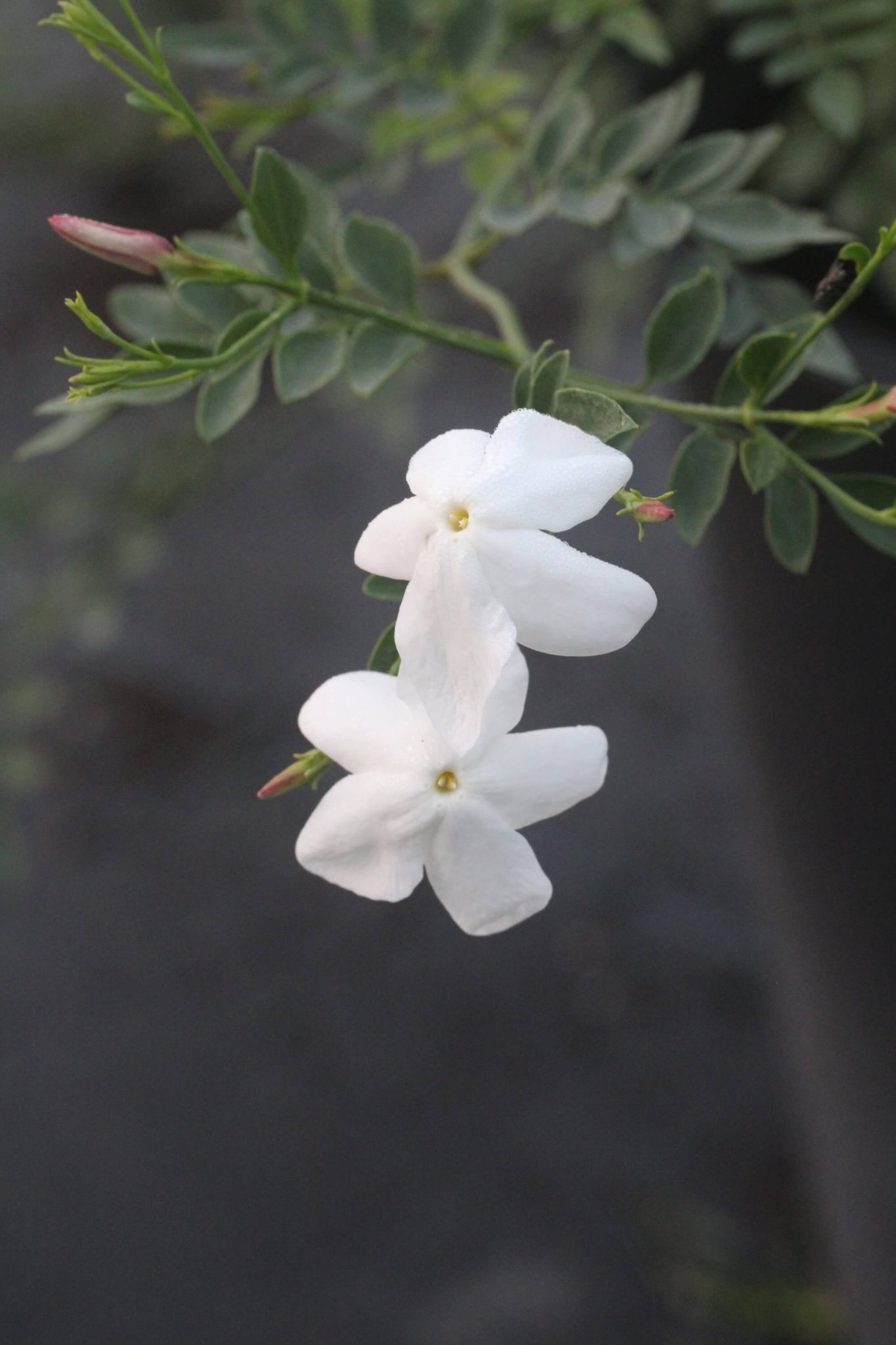 Jasminum officinale ‘Grandiflorum’ – Poet’s Jasmine (6″ pot) – Gardino ...