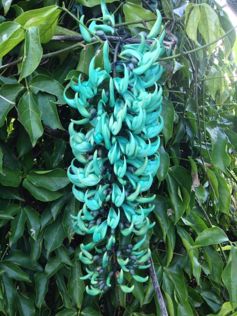 Strongylodon macrobotrys – Blue/Turquoise Jade Vine (check back in ...