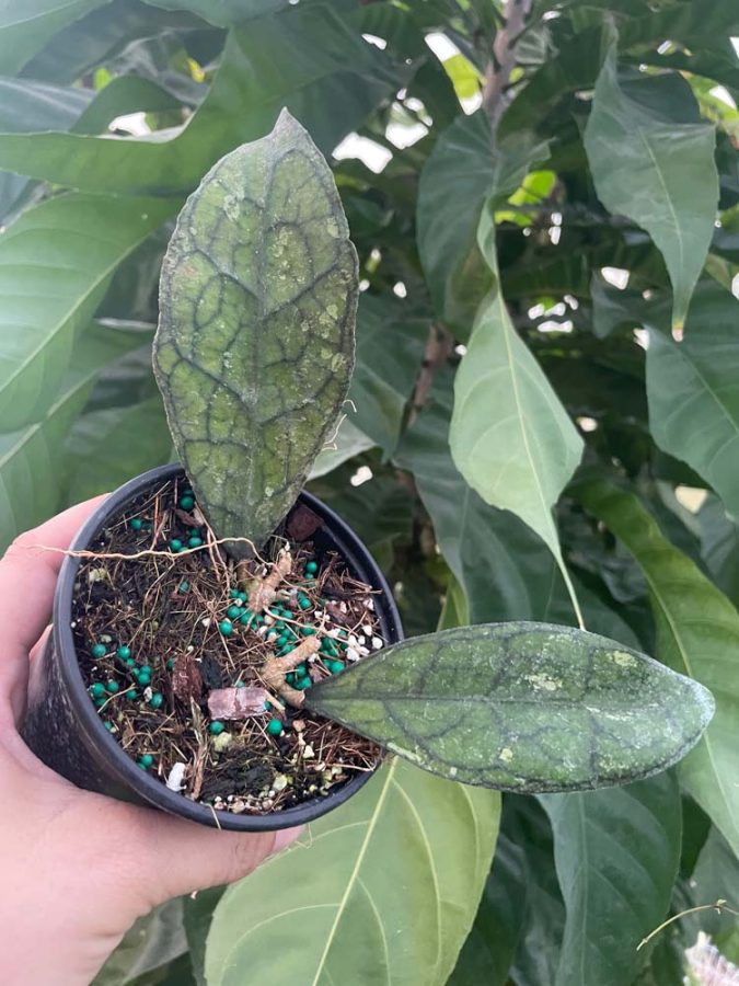 Hoya clemensiorum (red leaf) (4″ pot) – Gardino Nursery