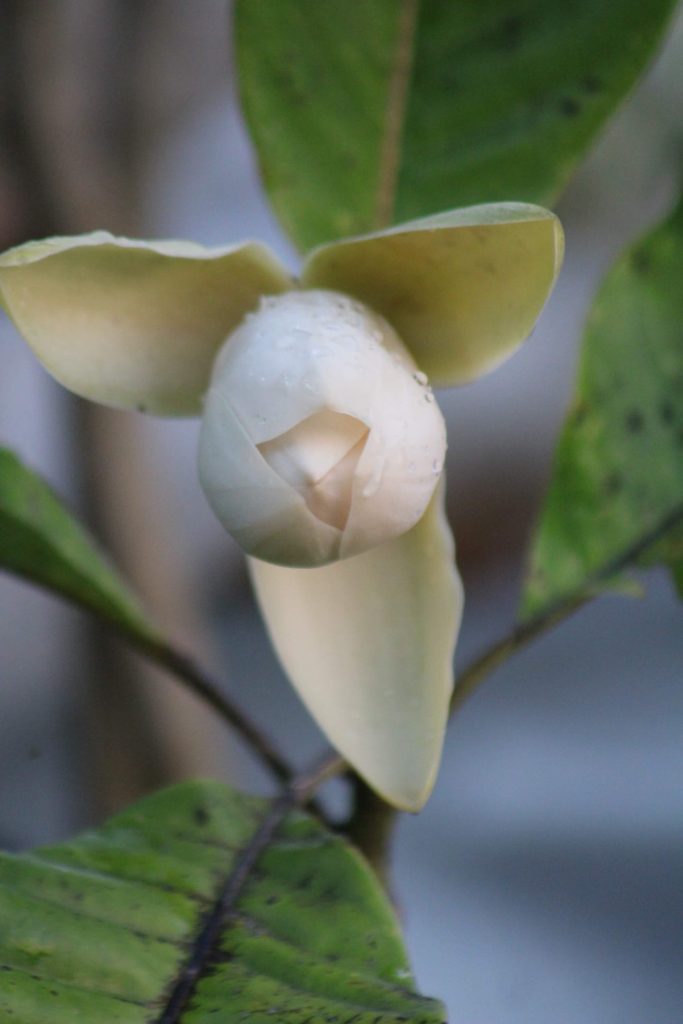 Talauma hodgsonii – Hodgson Magnolia (check back in 2025) – Gardino Nursery