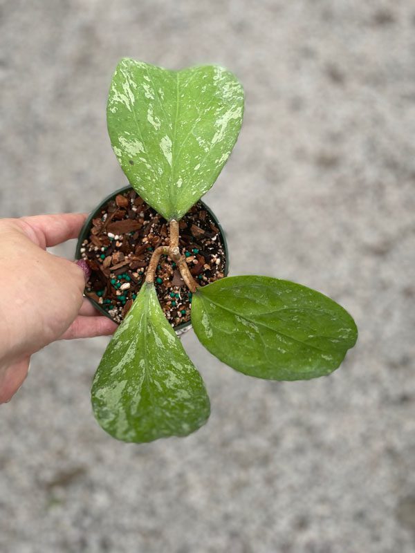 Hoya ‘Michele’ MB 1255 (4″ pot) – Gardino Nursery