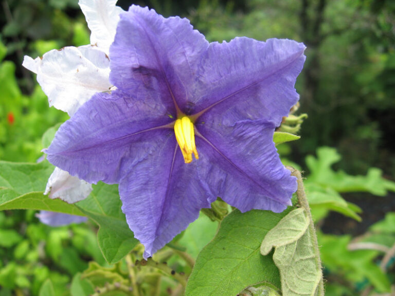 Solanum macranthum – Giant Star Potato Tree (4″ pot) – Gardino Nursery