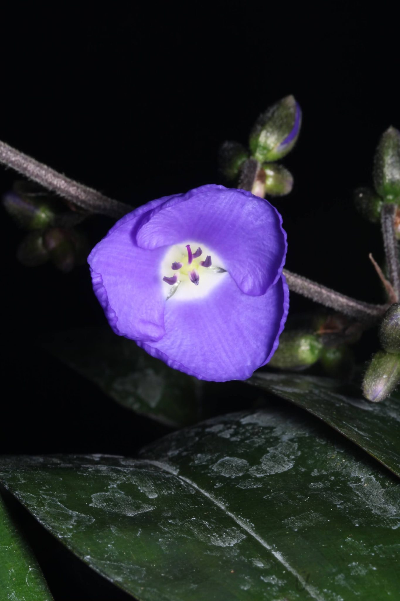 Dichorisandra penduliflora (pendula) – Weeping Blue Ginger (4″ pot ...